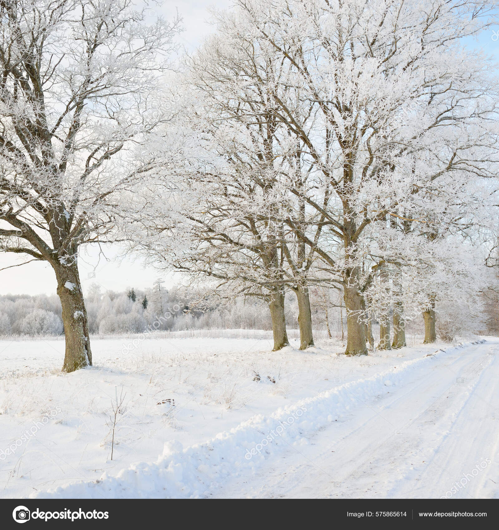 Country Road Snow Winter