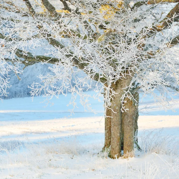 Snow oak tree Stock Photos, Royalty Free Snow oak tree Images ...