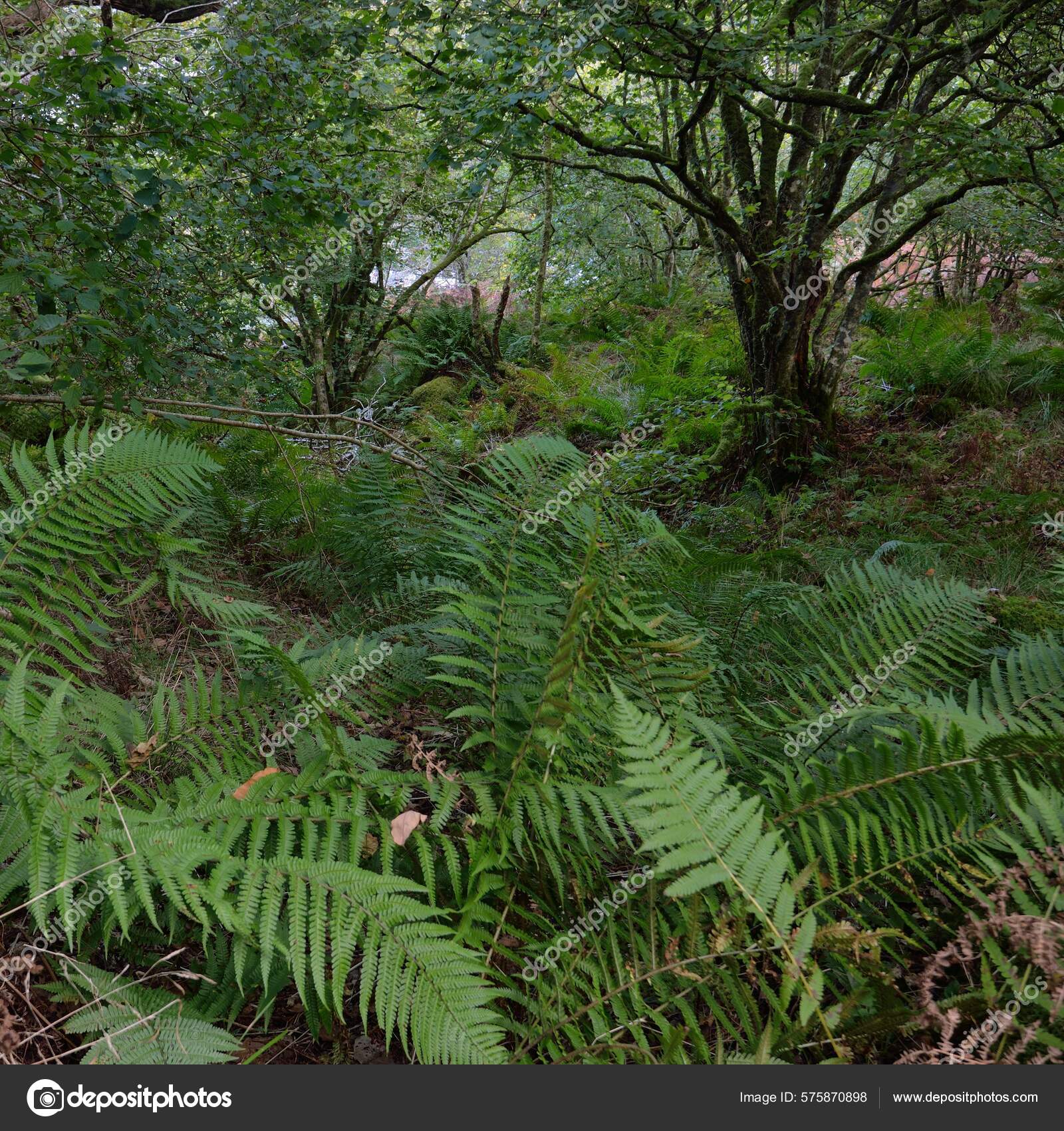 Breathtaking View Scottish Rainforest Mighty Trees Moss Plants Fern ...