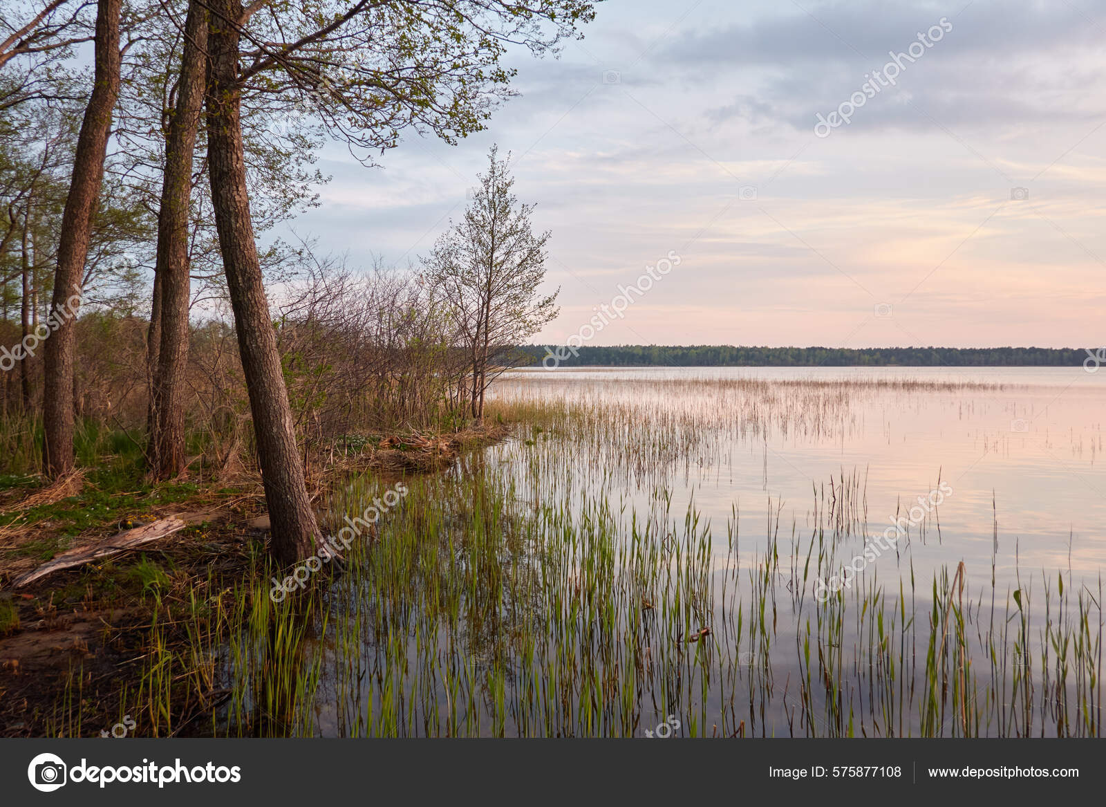 Forest Lake Sunset Tree Silhouettes Soft Sunlight Glowing Clouds ...