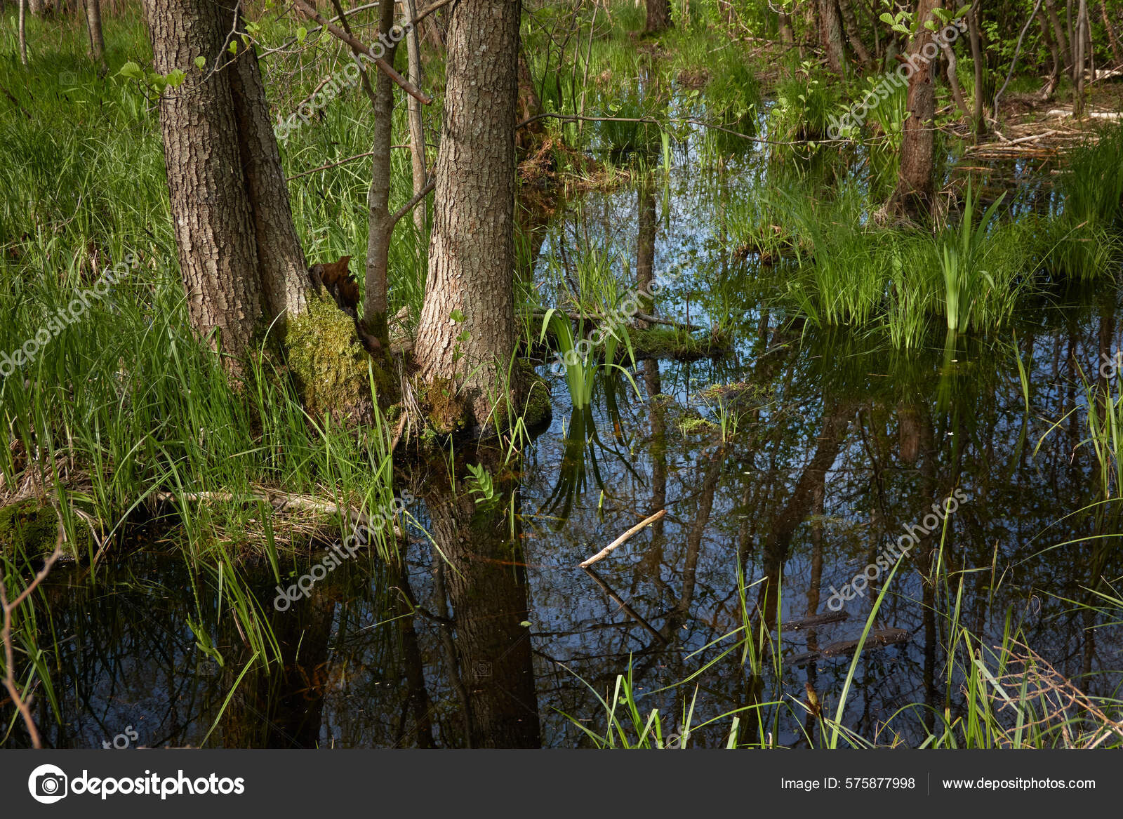 River Forest Park Beaver Dam Tree Logs Teeth Marks Concept Stock Photo ...