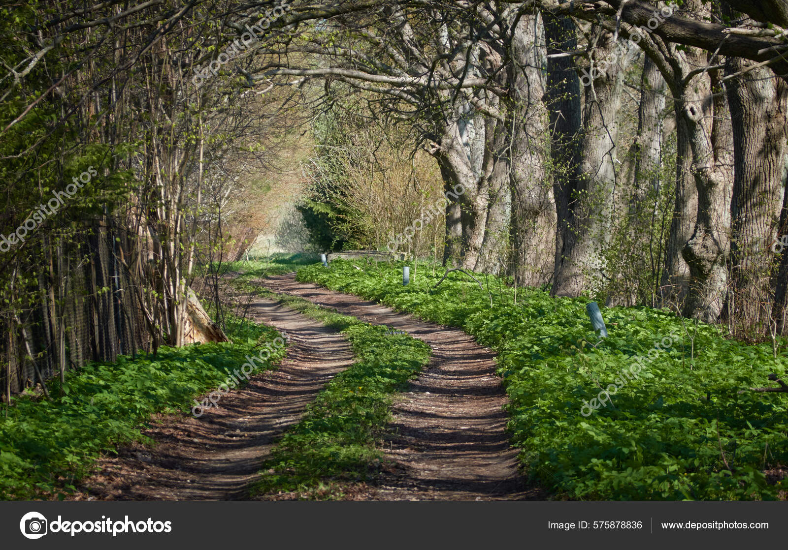 Pathway Forest Park Natural Tunnel Mighty Trees Plants Sunshine Soft ...