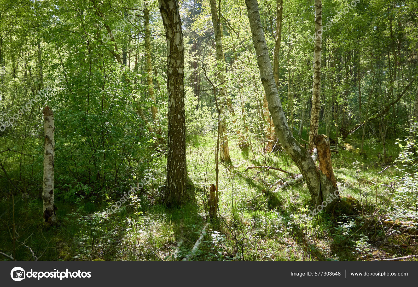 Pathway Green Forest Sunlight Trees Spring Early Summer Environmental ...
