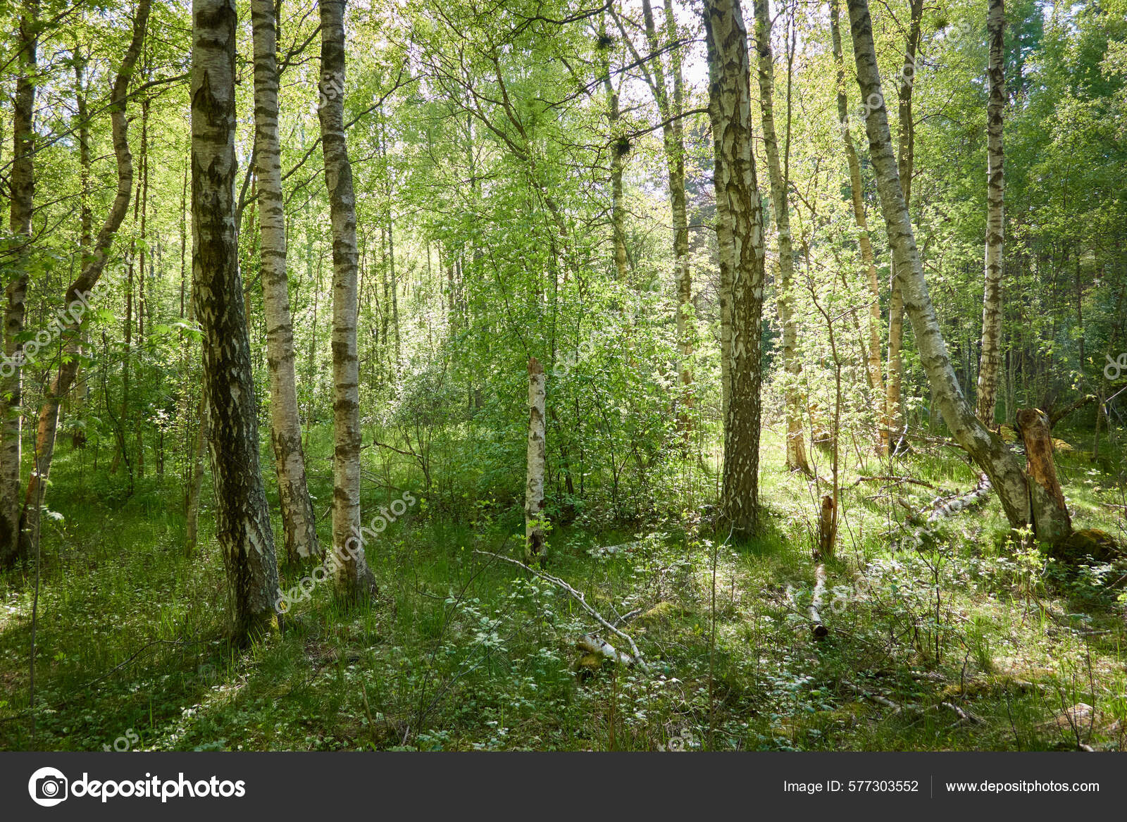 Pathway Green Forest Sunlight Trees Spring Early Summer Environmental ...