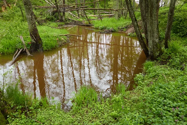 River in a forest park. Trees, plants, moss, fern, green grass ...