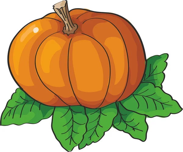 Ayote para dibujar | ayote — Vector de stock © Son #34642623