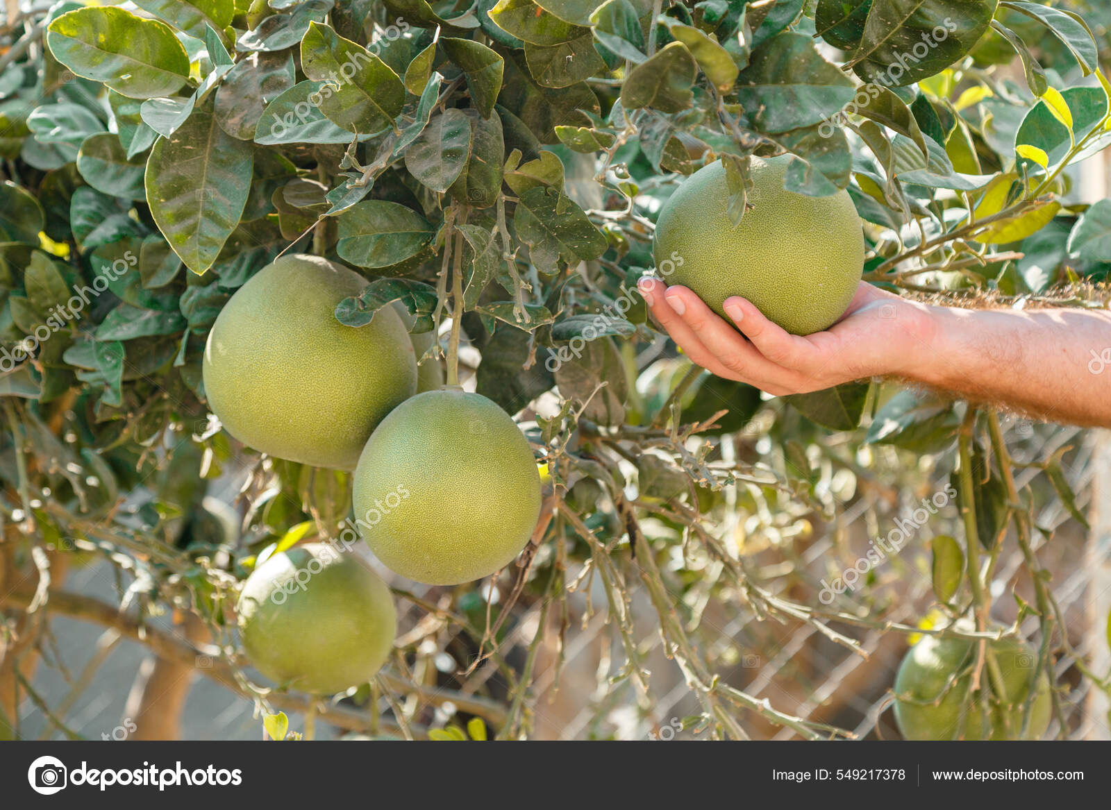 Man picks huge pamela fruit Or green grapefruit. Harvesting citrus ...