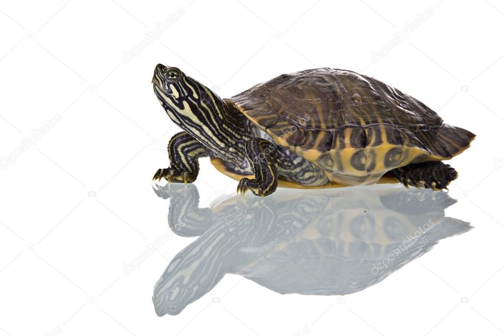 Turtle — Stock Photo © ajn #32601773