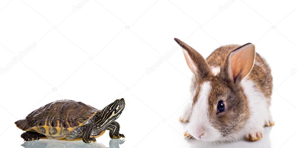 Bunny and Turtle Stock Photo by ©ajn 35353987
