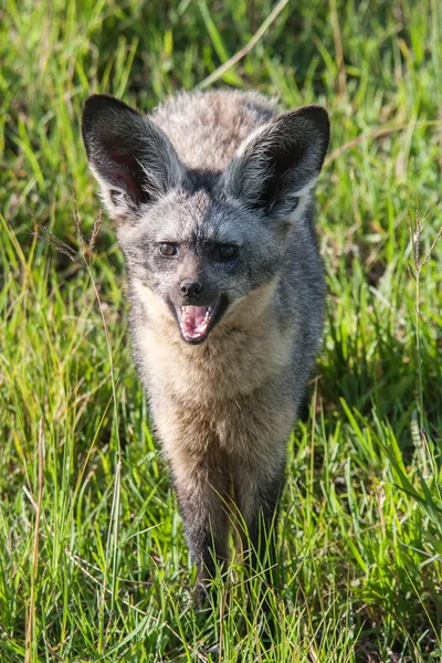 Bat eared fox Stock Photos, Royalty Free Bat eared fox Images ...