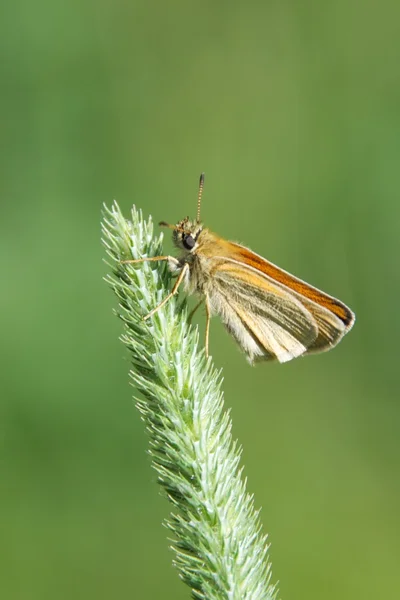 Small skipper Stock Photos, Royalty Free Small skipper Images ...