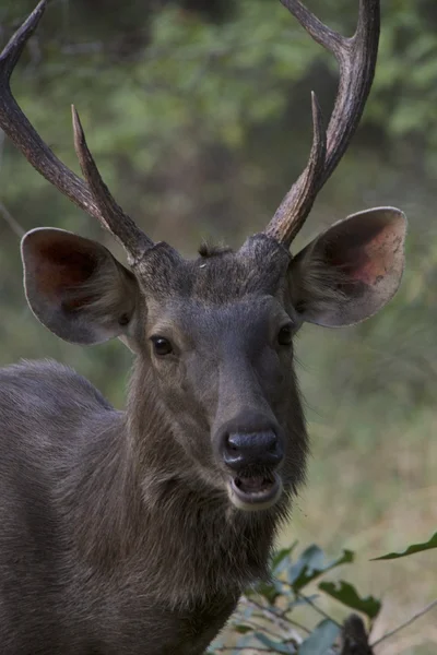 Close-up of male sambar deer with antlers — Stock Photo © nicholas_dale ...