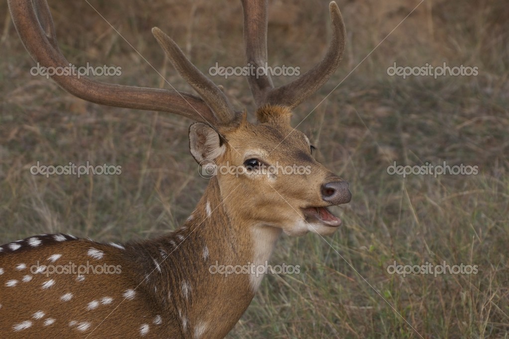 Deer Mouth