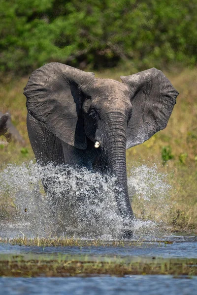 Elephant splash water Stock Photos, Royalty Free Elephant splash water ...