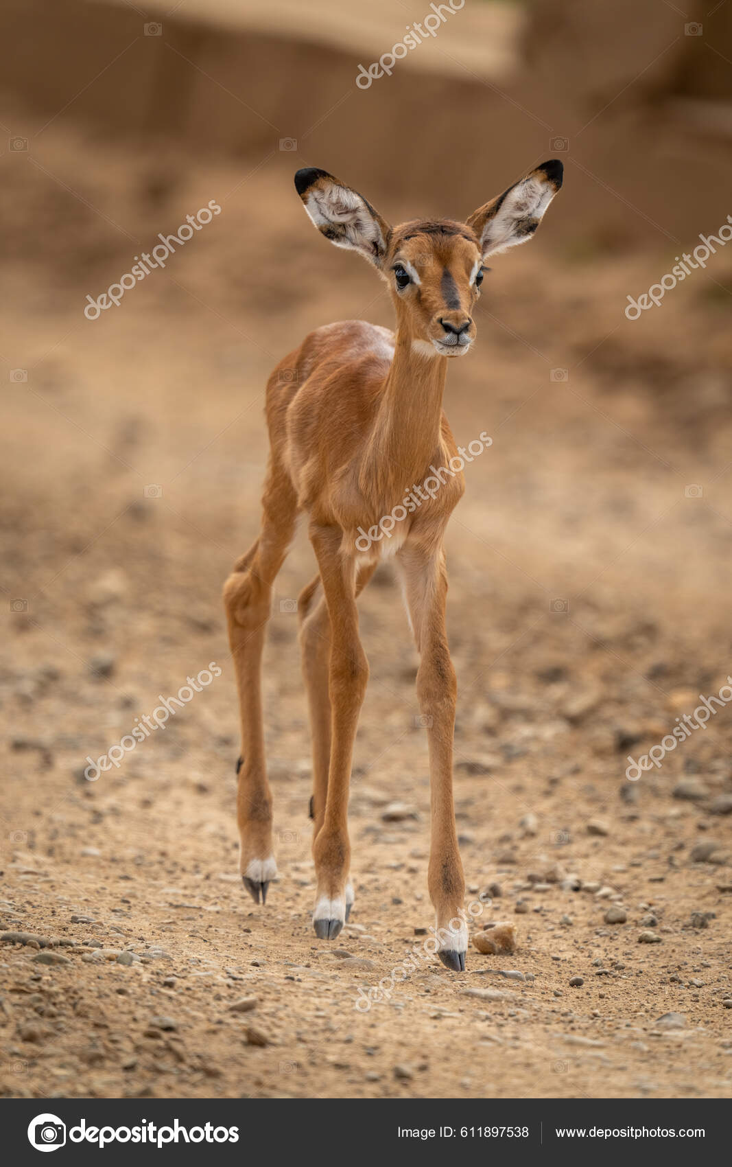 Baby Impalas