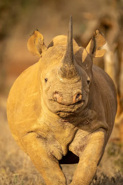 Rhinoceros Face