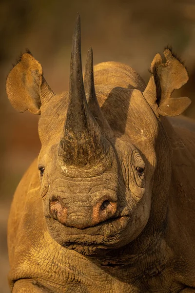 Rhino Face Profile