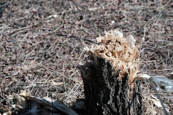 Tree debris Stock Photos, Royalty Free Tree debris Images | Depositphotos