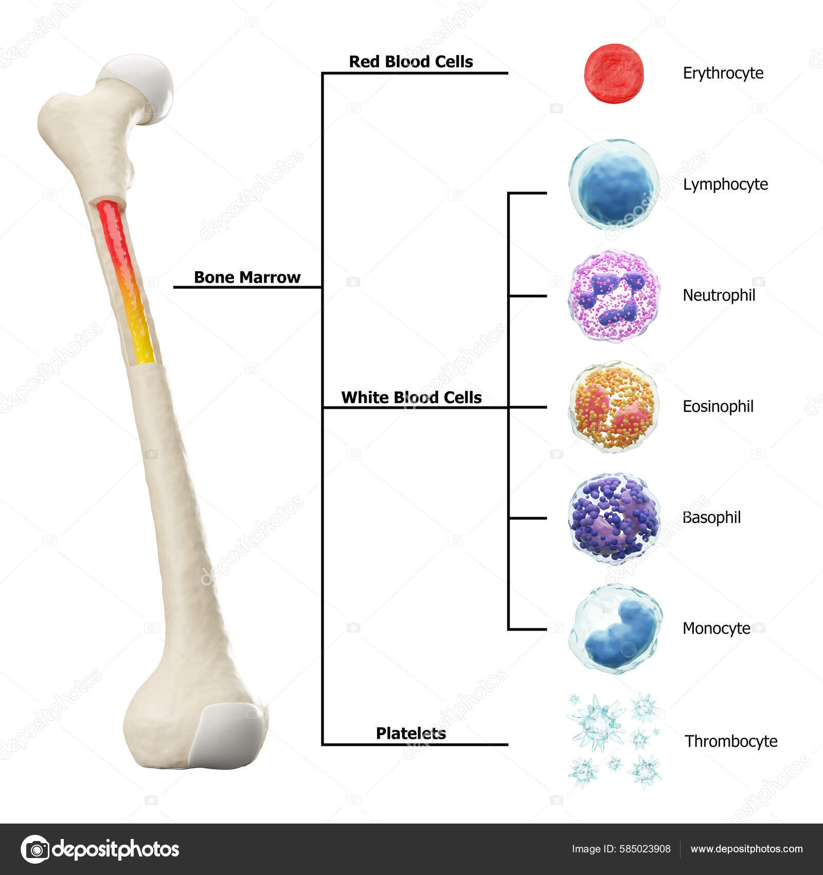 Bone Marrow Blood Cells Formation Diagram Hematopoiesis Femur Bone Type ...