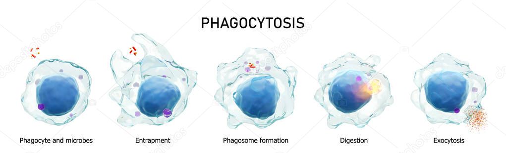 Fagocitosis. El proceso paso a paso de macrófagos es tragar y matar ...