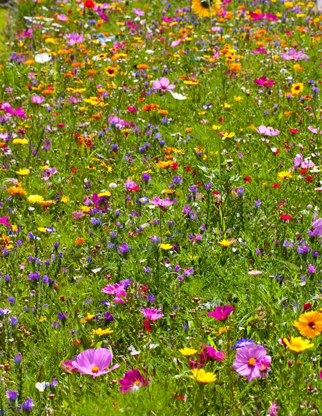 Background of Flowers Field — Stock Photo © M.Grau #34398405