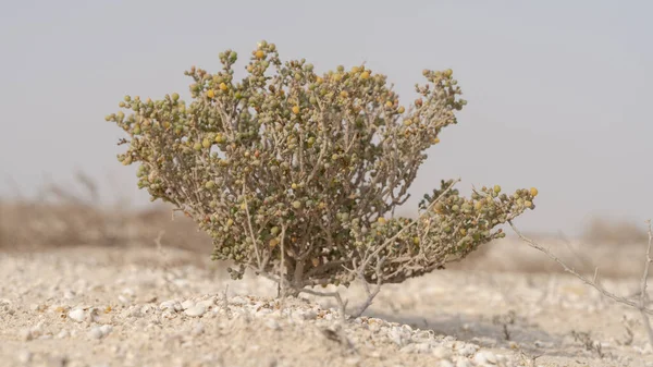 Qatar nature Images - Search Images on Everypixel
