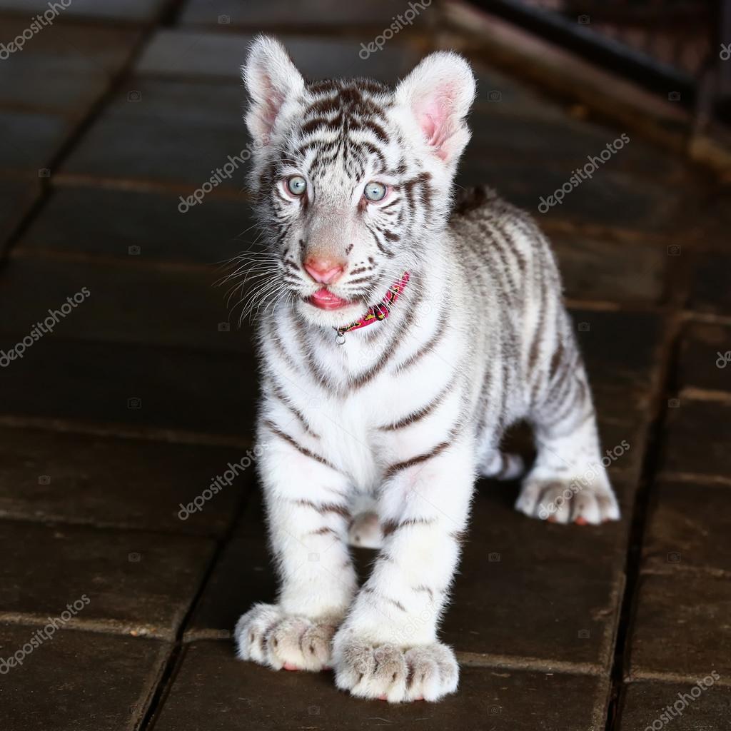 White Tiger Pet