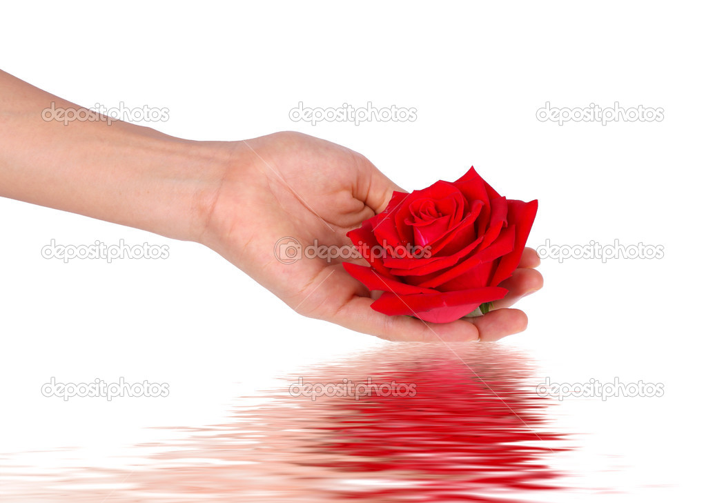Imágenes: manos con rosa | rosa roja con las manos sobre fondo blanco ...