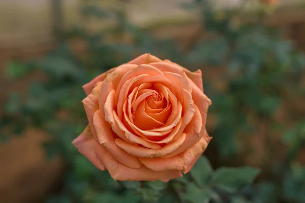 Rose golden color Stock Photos, Royalty Free Rose golden color Images ...