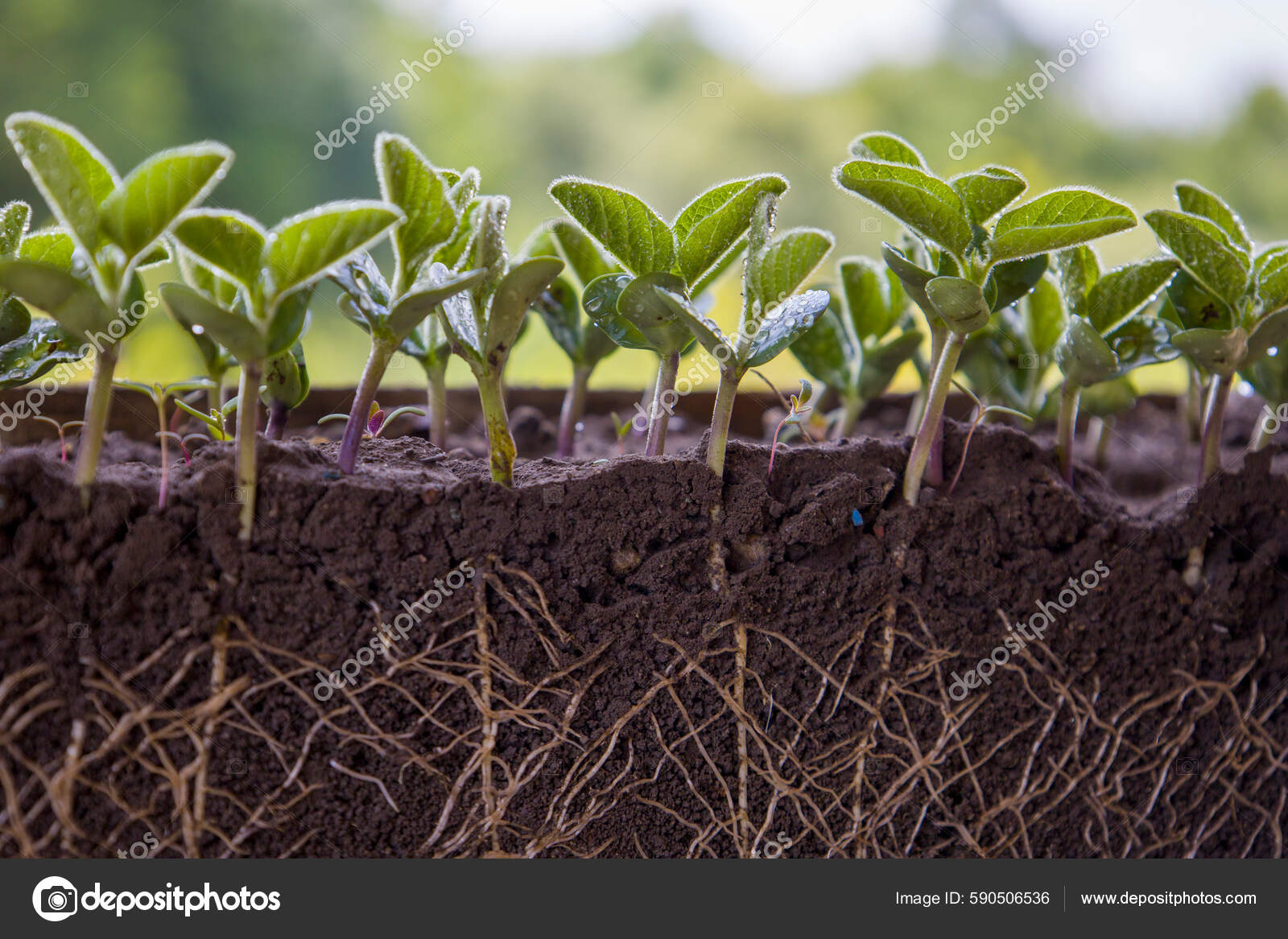 Soybean Plant Root