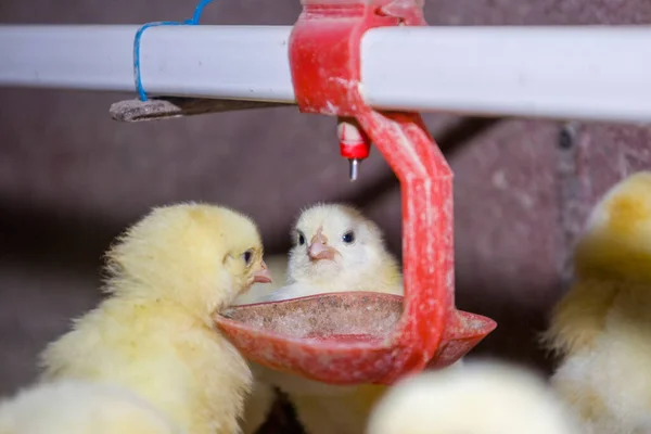 Incubation sepsis Stock Photos, Royalty Free Incubation sepsis Images ...