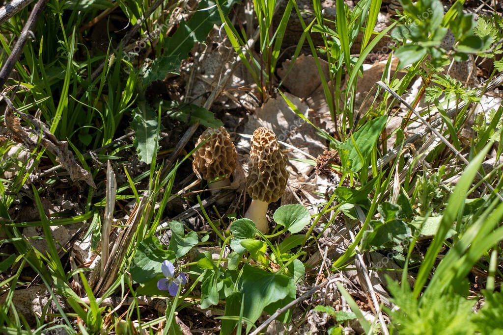 Morchella, el verdadero morel, es un género de hongos comestibles del ...