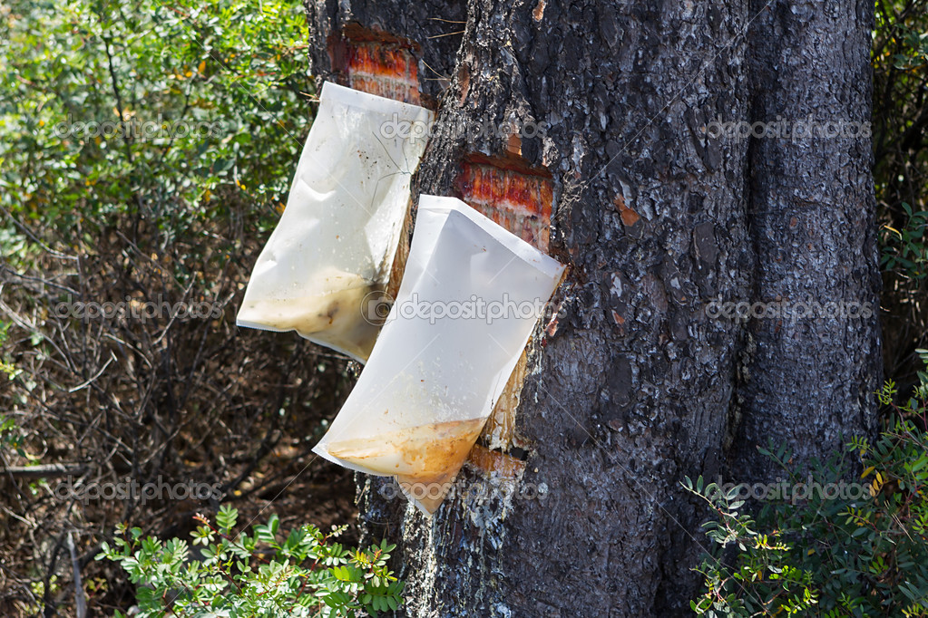Bags attached to a pine tree collecting the Resin — Stock Photo ...