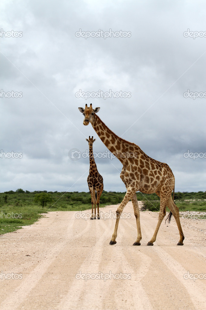 Giraffe — Stock Photo © huntington #35269629
