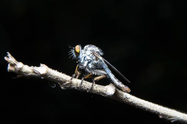 Rhogogaster scalaris Stock Photos, Royalty Free Rhogogaster scalaris ...