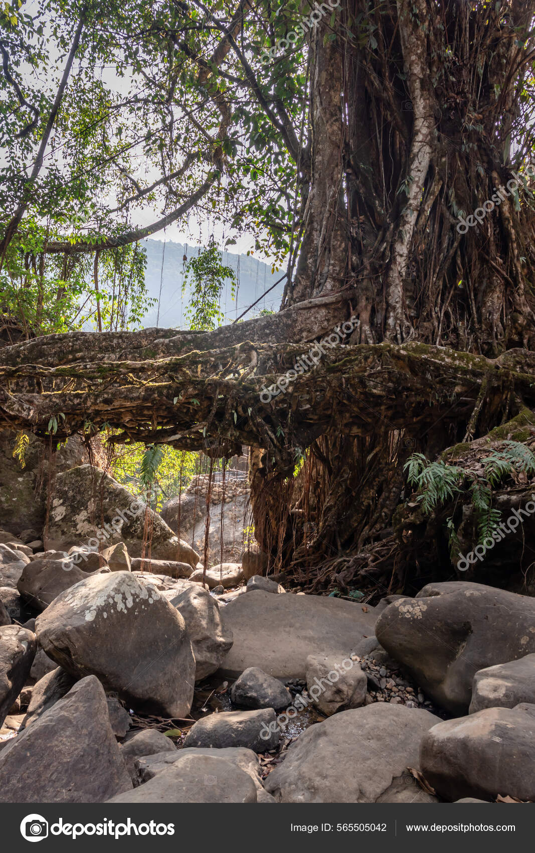 Isolated Tree Root Bridge Natural Formed Single Decker Day Flat — Stock ...