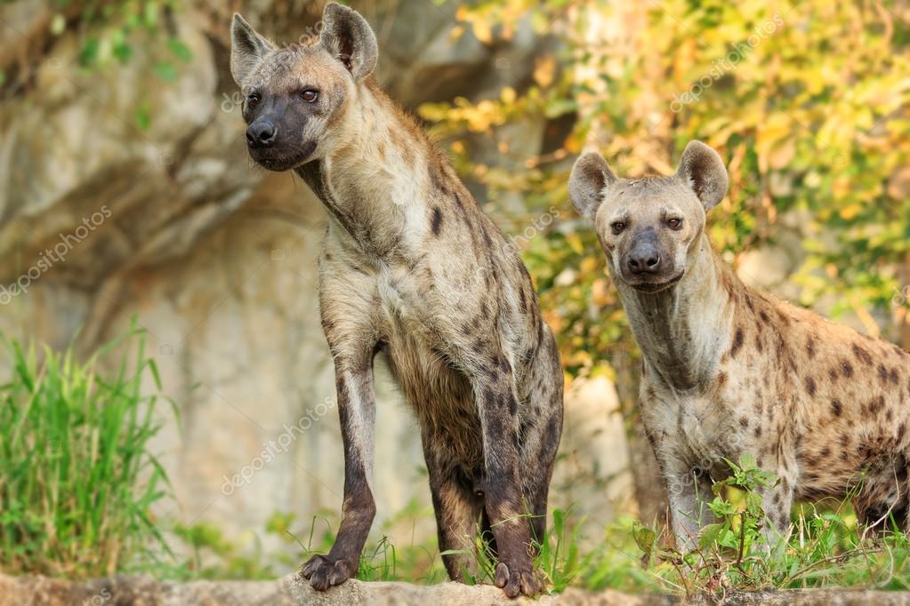 Hyena Stock Photo by ©Santiphotodp 37768889