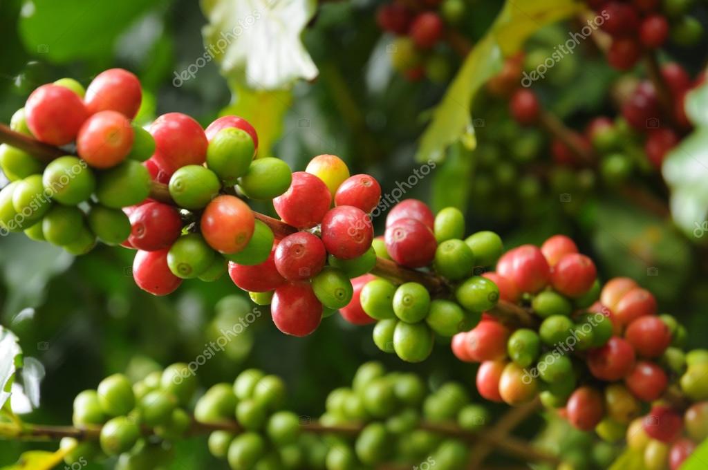 Fresh coffee beans store