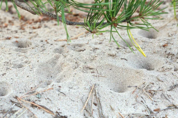 Pit trap Stock Photos, Royalty Free Pit trap Images | Depositphotos