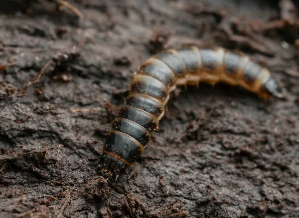 California worm Stock Photos, Royalty Free California worm Images ...