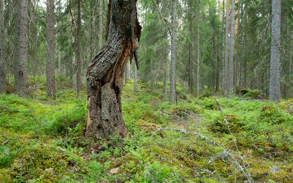 Timber reforestation Stock Photos, Royalty Free Timber reforestation ...