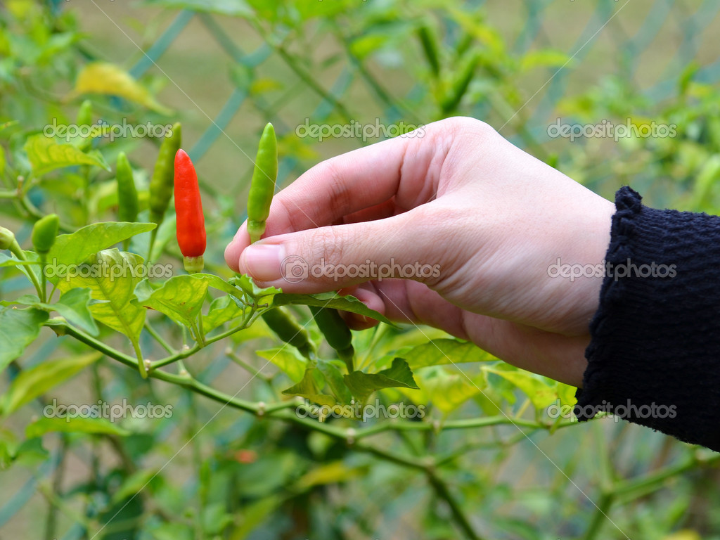 Female hand pluck a ripe chili in the garden with vibrant colors ...