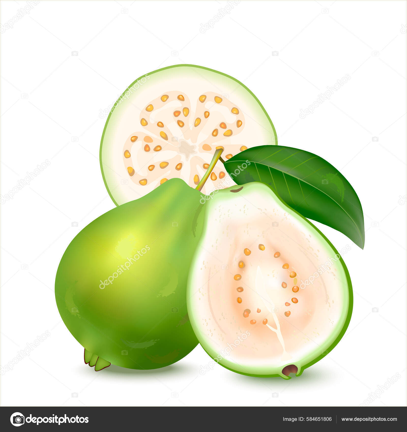 Set Realistic Illustration White Green Guava Fresh Whole Guava Leaves ...