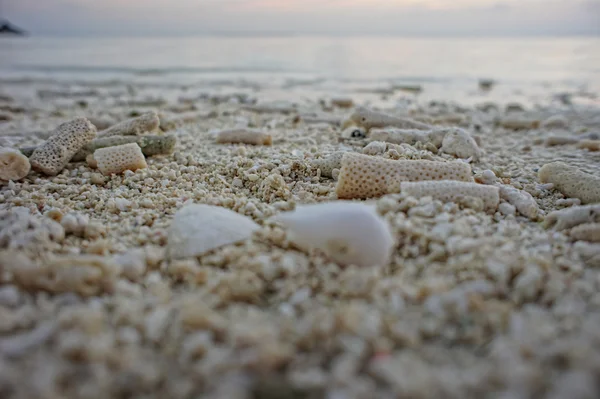 Coral e concha praia Stock Photos, Royalty Free Coral e concha praia ...