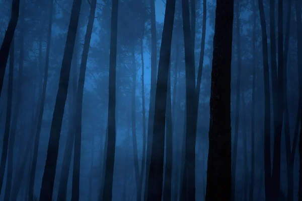 Dark foggy creepy forest in dark blue Stock Photos, Royalty Free Dark ...