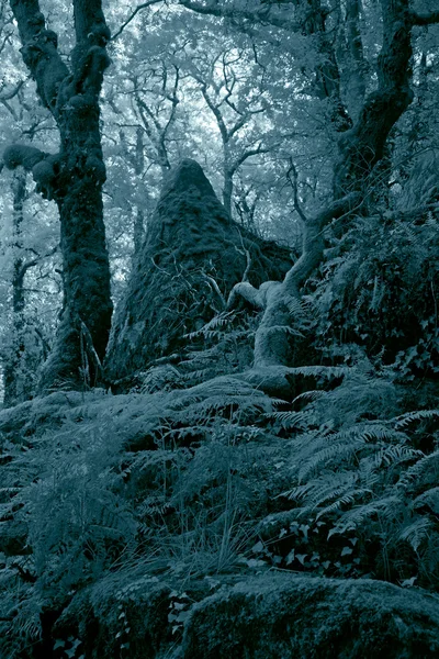 Infrared forest Stock Photos, Royalty Free Infrared forest Images ...