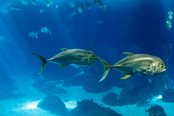 Xareu Stock Photos, Royalty Free Xareu Images | Depositphotos