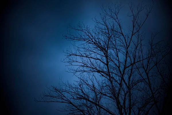 Dark tree Stock Photos, Royalty Free Dark tree Images | Depositphotos