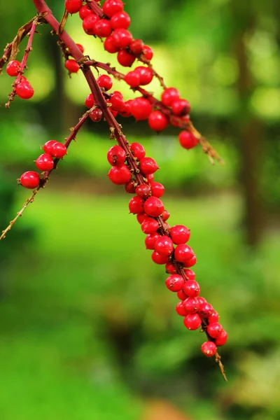 Coralberry tree Stock Photos, Royalty Free Coralberry tree Images ...