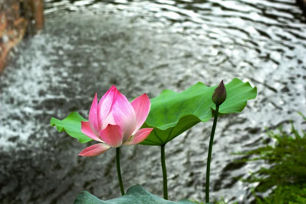 Lotus flower waterfall Stock Photos, Royalty Free Lotus flower ...